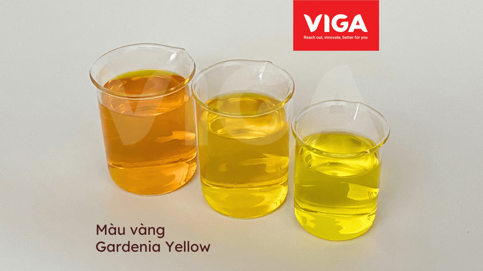 Màu tự nhiên màu vàng Gardenia Yellow – Viga Natural